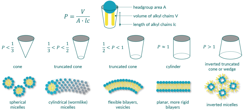 The various phospholipid aggregates - Phospholipid Research Center