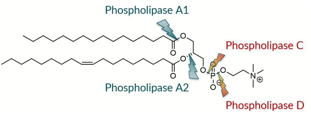 Natural versus synthetic phospholipids - Phospholipid Research Center