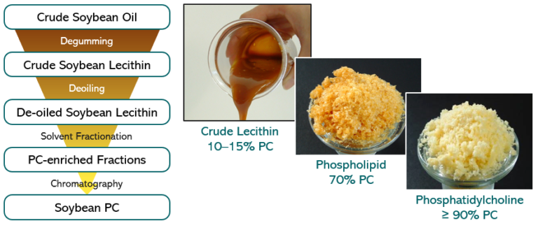 Natural versus synthetic phospholipids - Phospholipid Research Center