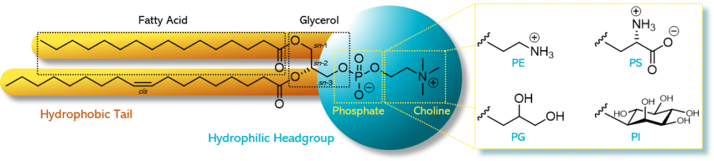 The unique and different types of phospholipids - Phospholipid Research ...