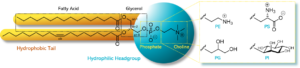 The unique and different types of phospholipids - Phospholipid Research ...