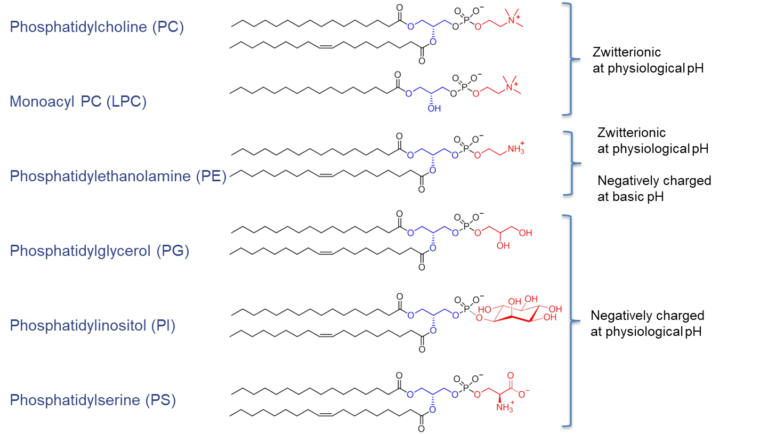 The unique and different types of phospholipids - Phospholipid Research ...